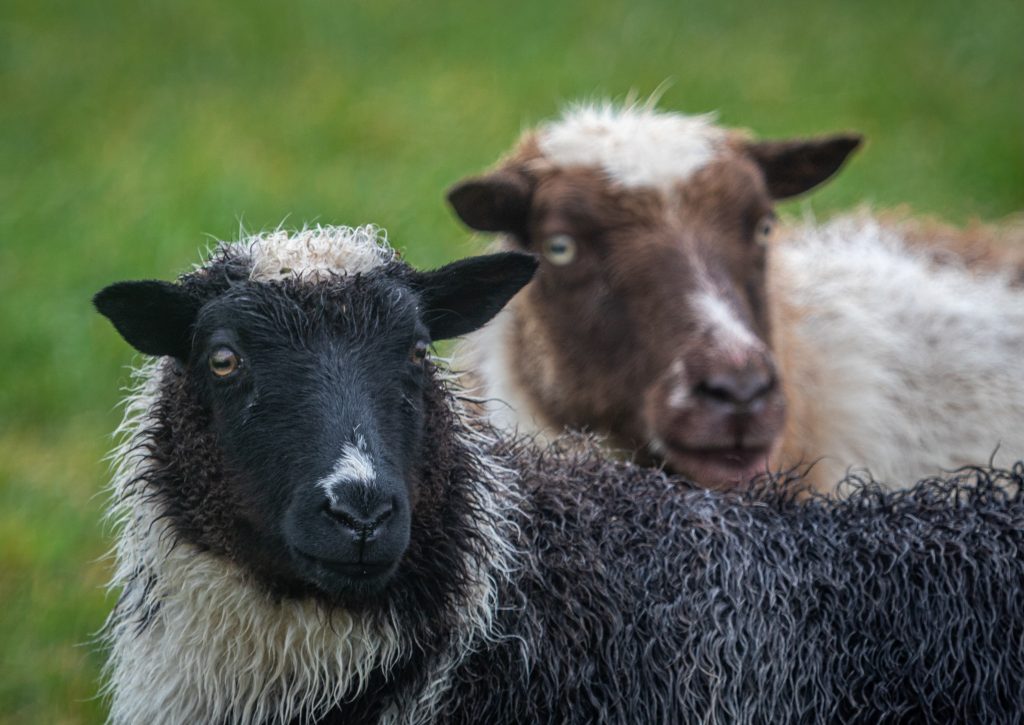 Icelandic Sheep - Organic & Pasture Raised on Telderer's Rainbows End Farm