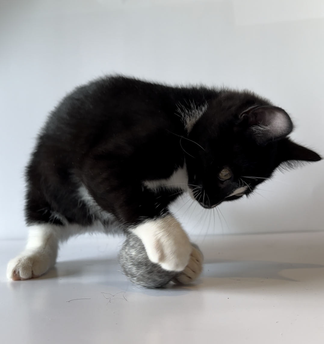 lamb wool cat toys - Telderer's Rainbows End Farm