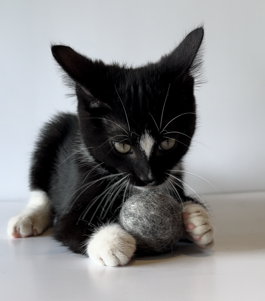 lamb wool cat toys - Telderer's Rainbows End Farm