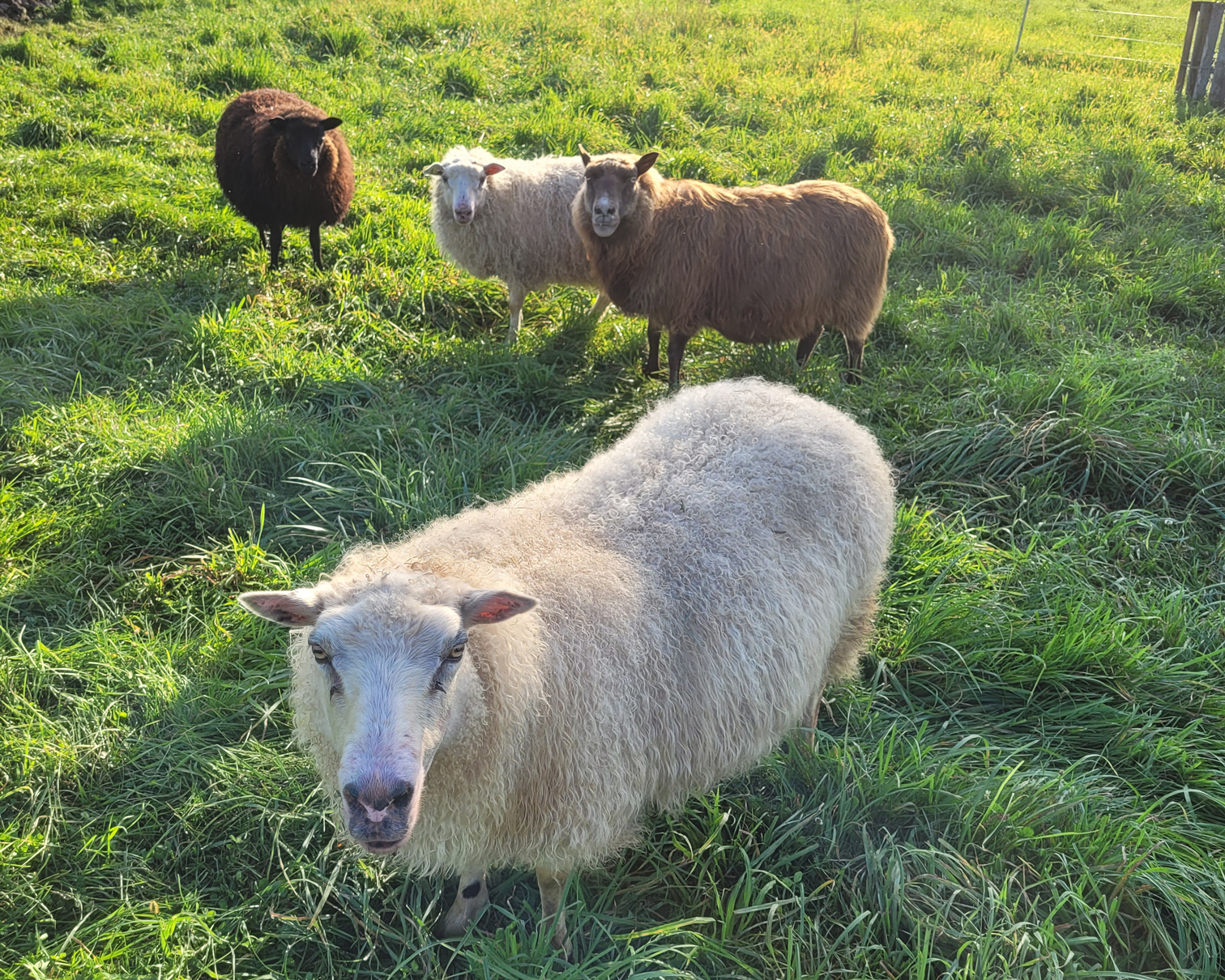 Icelandic Sheep - Organic & Pasture Raised on Telderer's Rainbows End Farm
