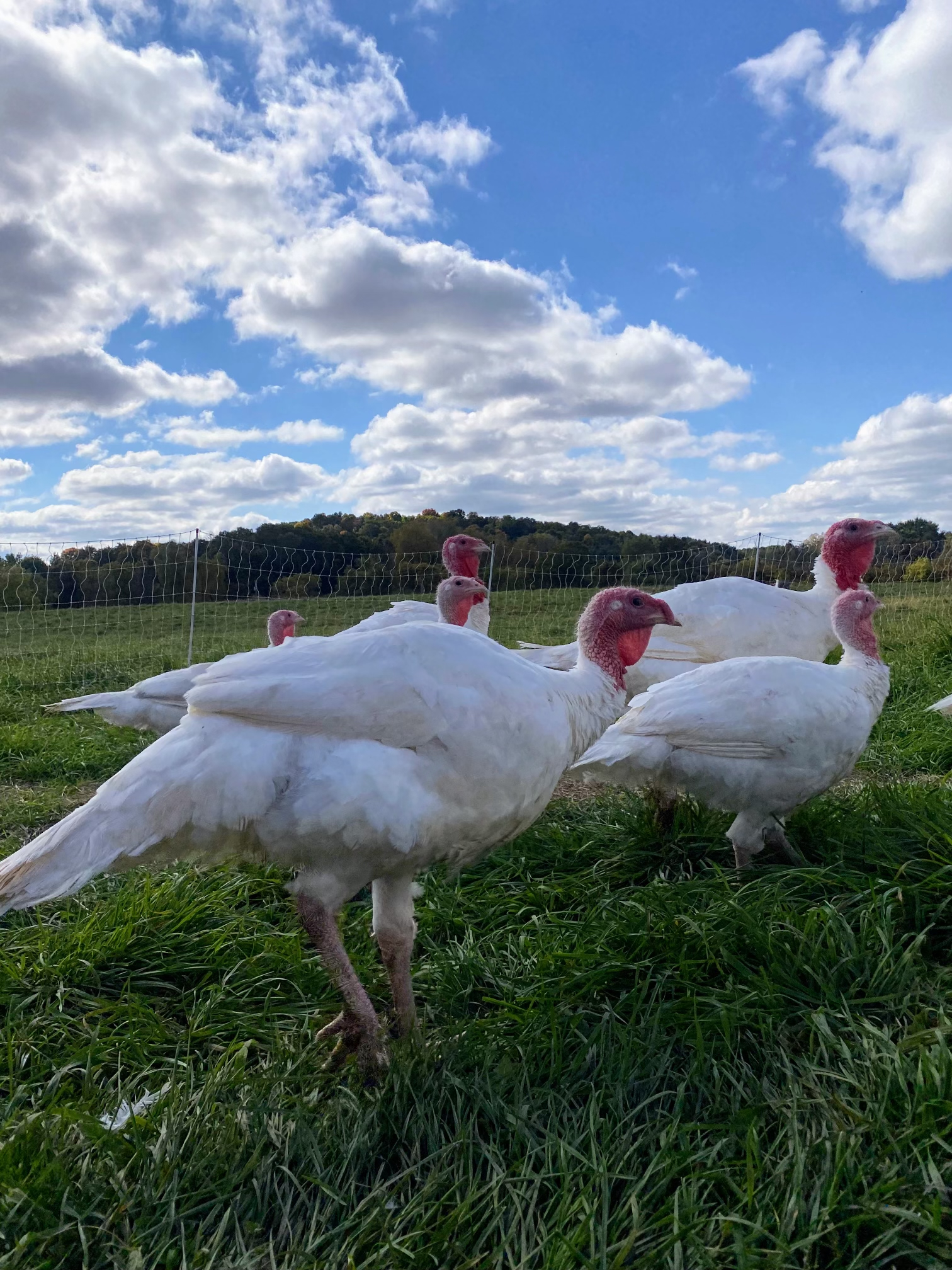 Whole Turkey - Telderer's Rainbows End Farm