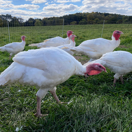 Poultry - Telderer's Rainbows End Farm