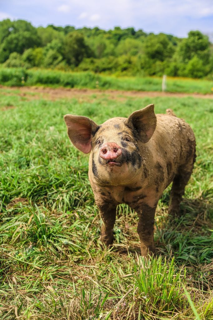 Pasture-Raised Pork with Organic Farming Practices at Telderer's ...