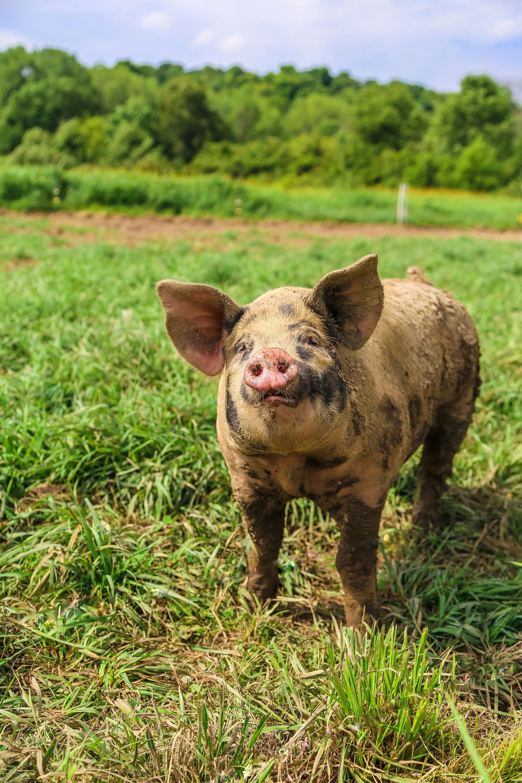 Half Pig - Telderer's Rainbows End Farm