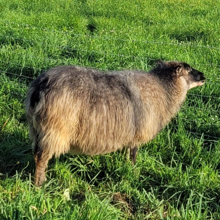 Icelandic Sheep - Organic & Pasture Raised on Telderer's Rainbows End Farm