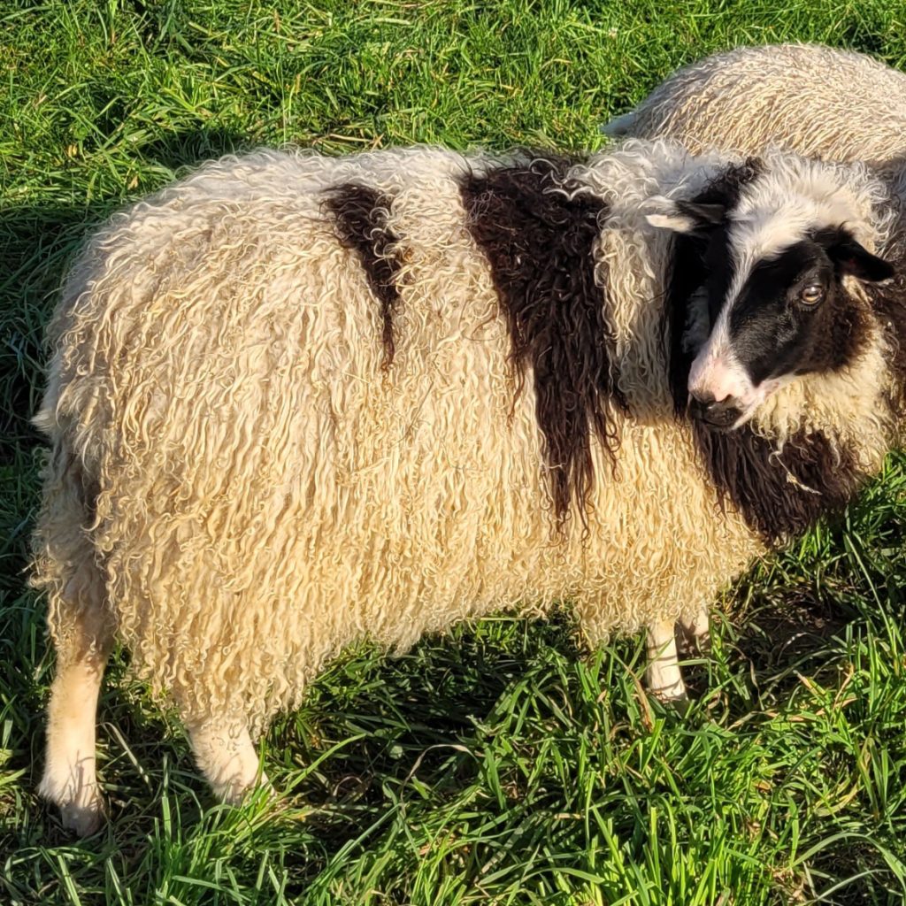 Icelandic Sheep - Organic & Pasture Raised on Telderer's Rainbows End Farm