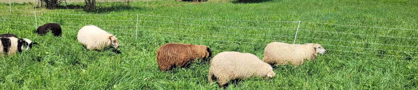 Wwoofing - Telderer's Rainbows End Farm