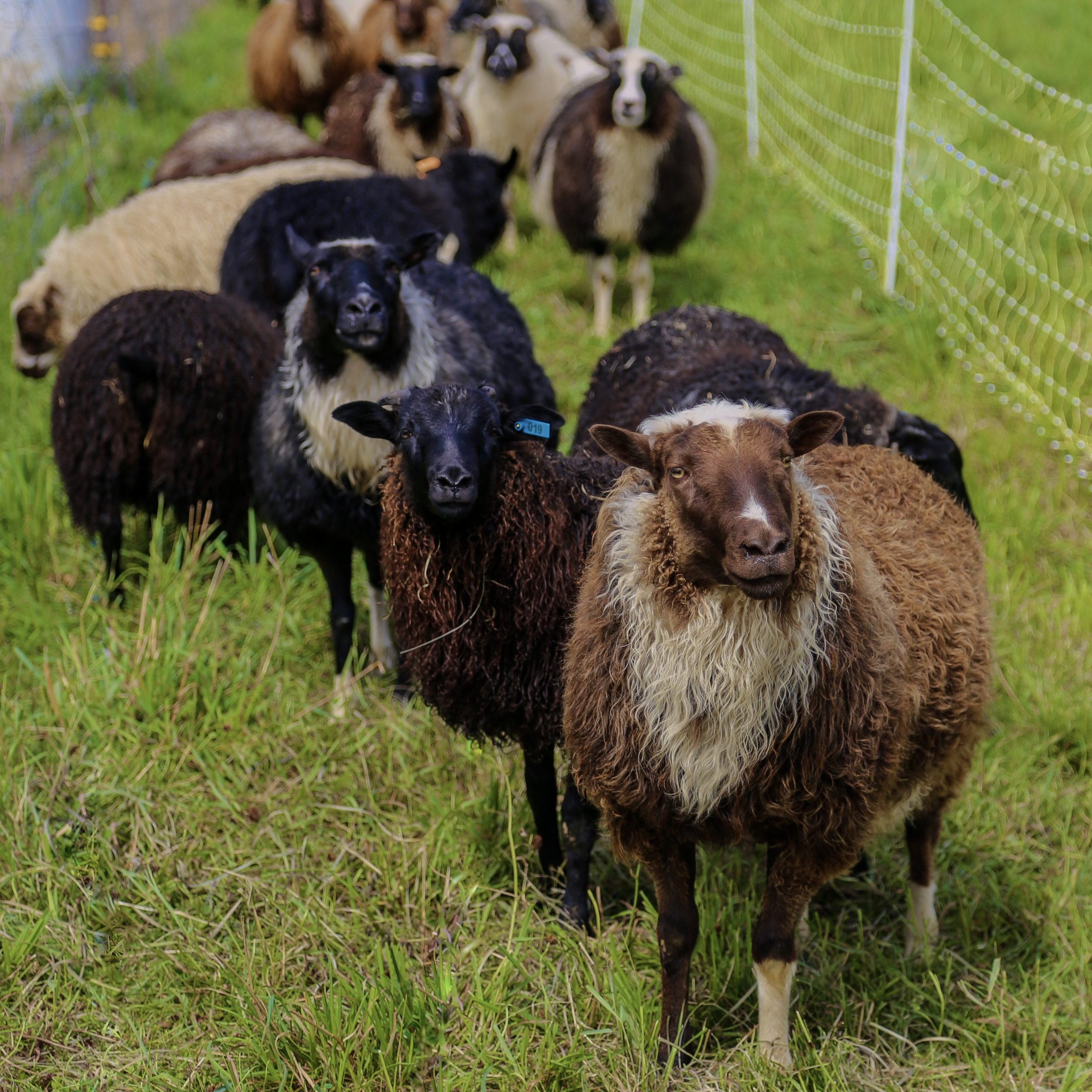 Organic Pasture-Raised Lamb from Wisconsin - Telderer's Rainbows End Farm