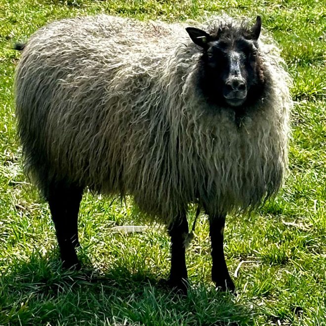 Icelandic Sheep - Organic & Pasture Raised on Telderer's Rainbows End Farm