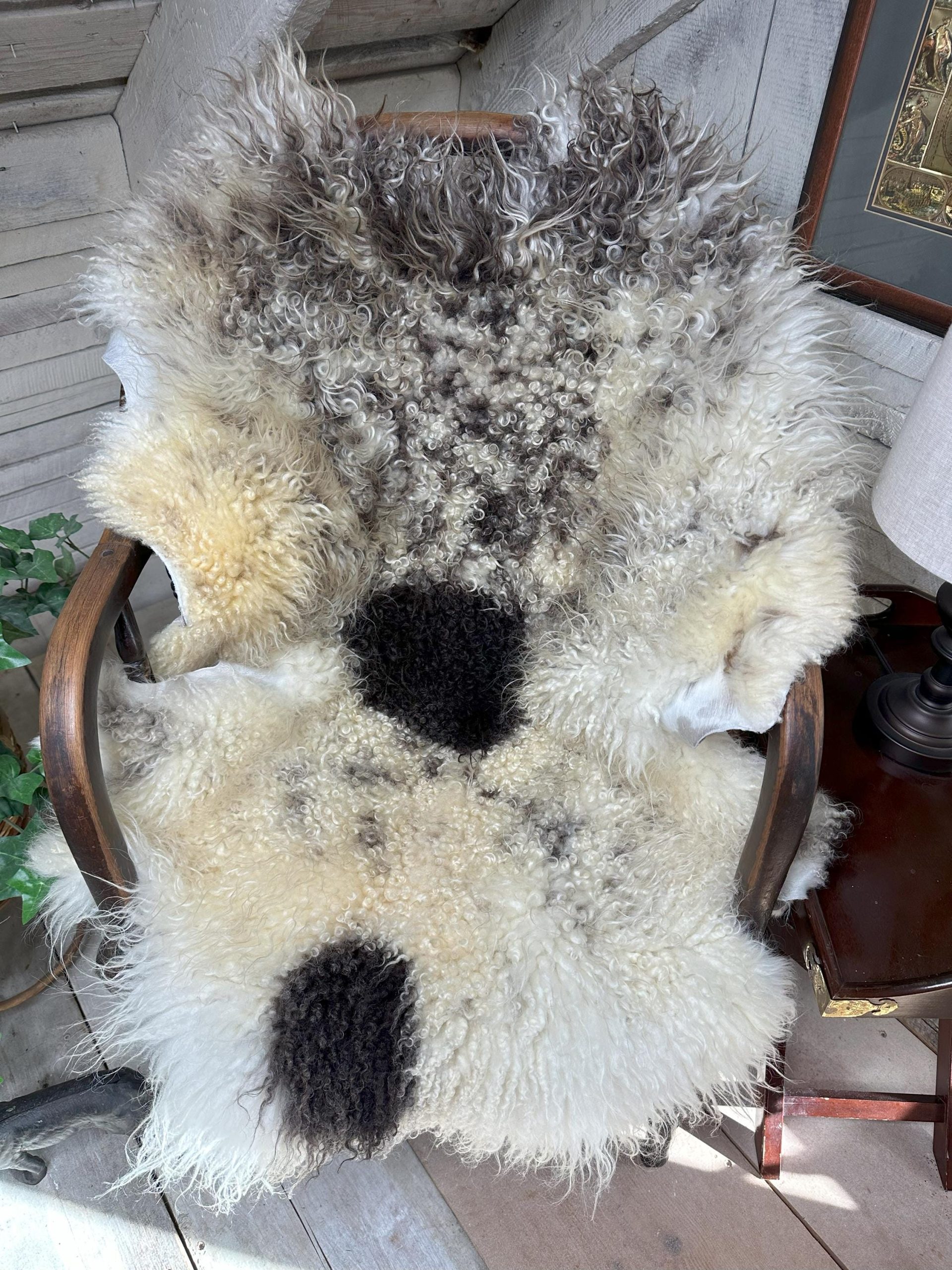 All Natural Large, soft white sheepskin with black patches and dark ...