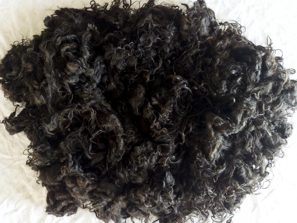 Natural Icelandic Sheep Fleece - Clyde - Telderer's Rainbows End Farm